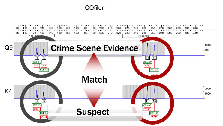 dna profiling can be done using