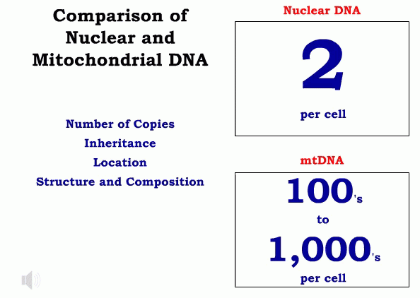 Mitochondrial Dna Vs Nuclear Dna